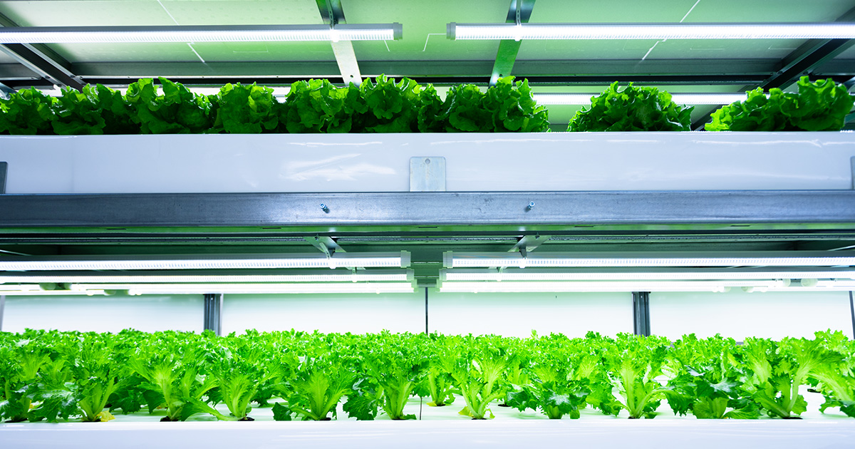 植物工場事業｜グローアンドグロー株式会社